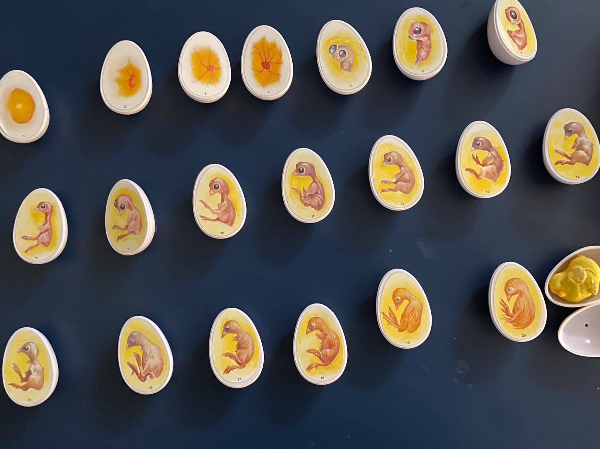 Activities About the Life Cycles of Chickens for Preschoolers ...