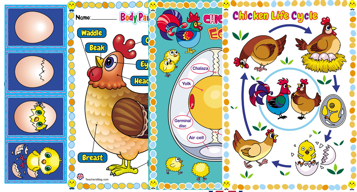 Chicken-Themed Posters for Display in the Classroom. TeachersMag.com