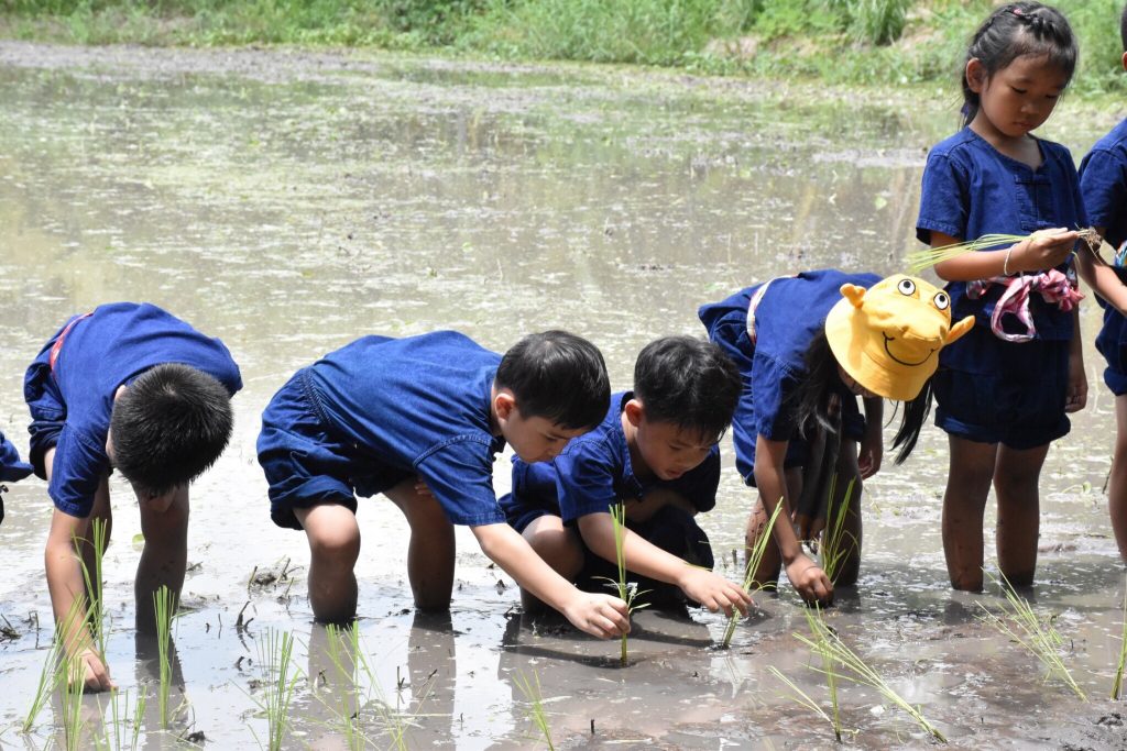 Plant Rice. TeachersMag.com